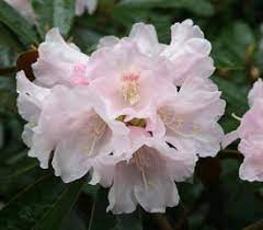 Teddy Bear – Old Stables