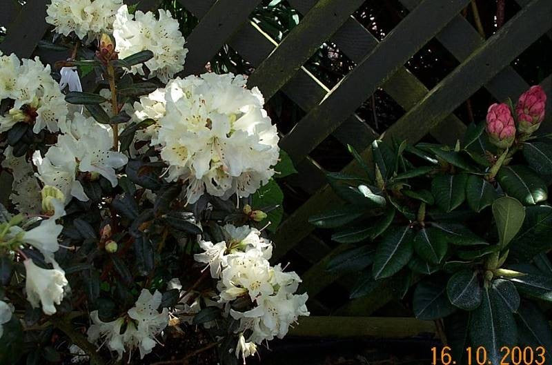 Cream Crest – Old Stables