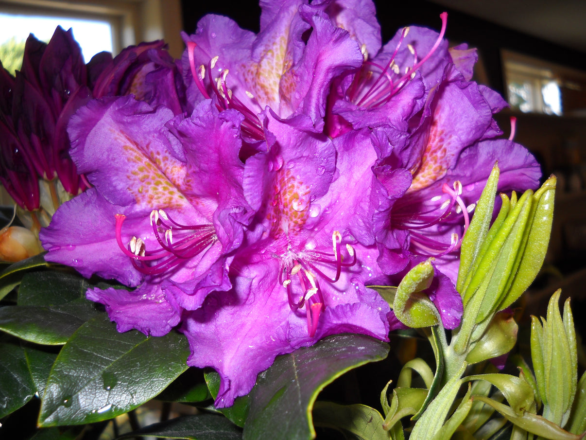 Lees Dark Purple – Old Stables