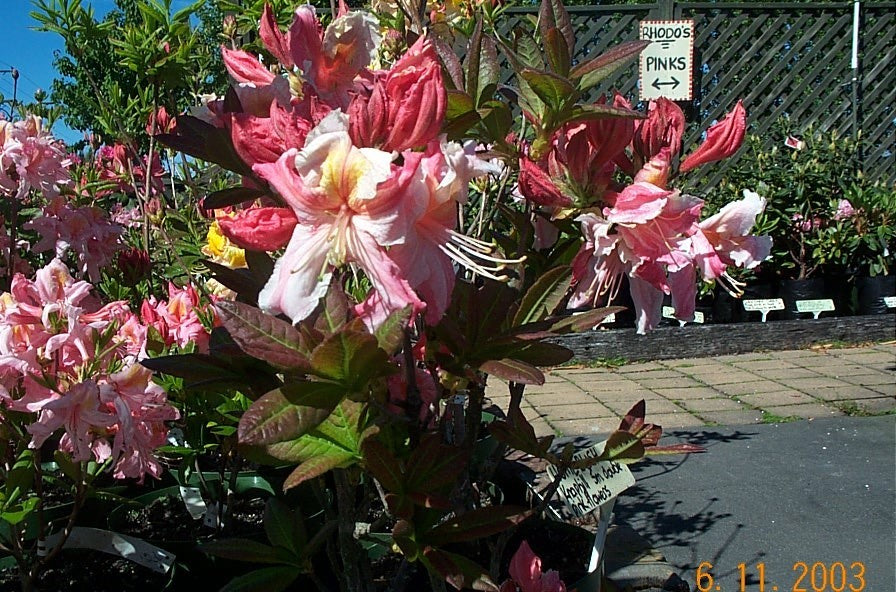 Louie Williams – Old Stables